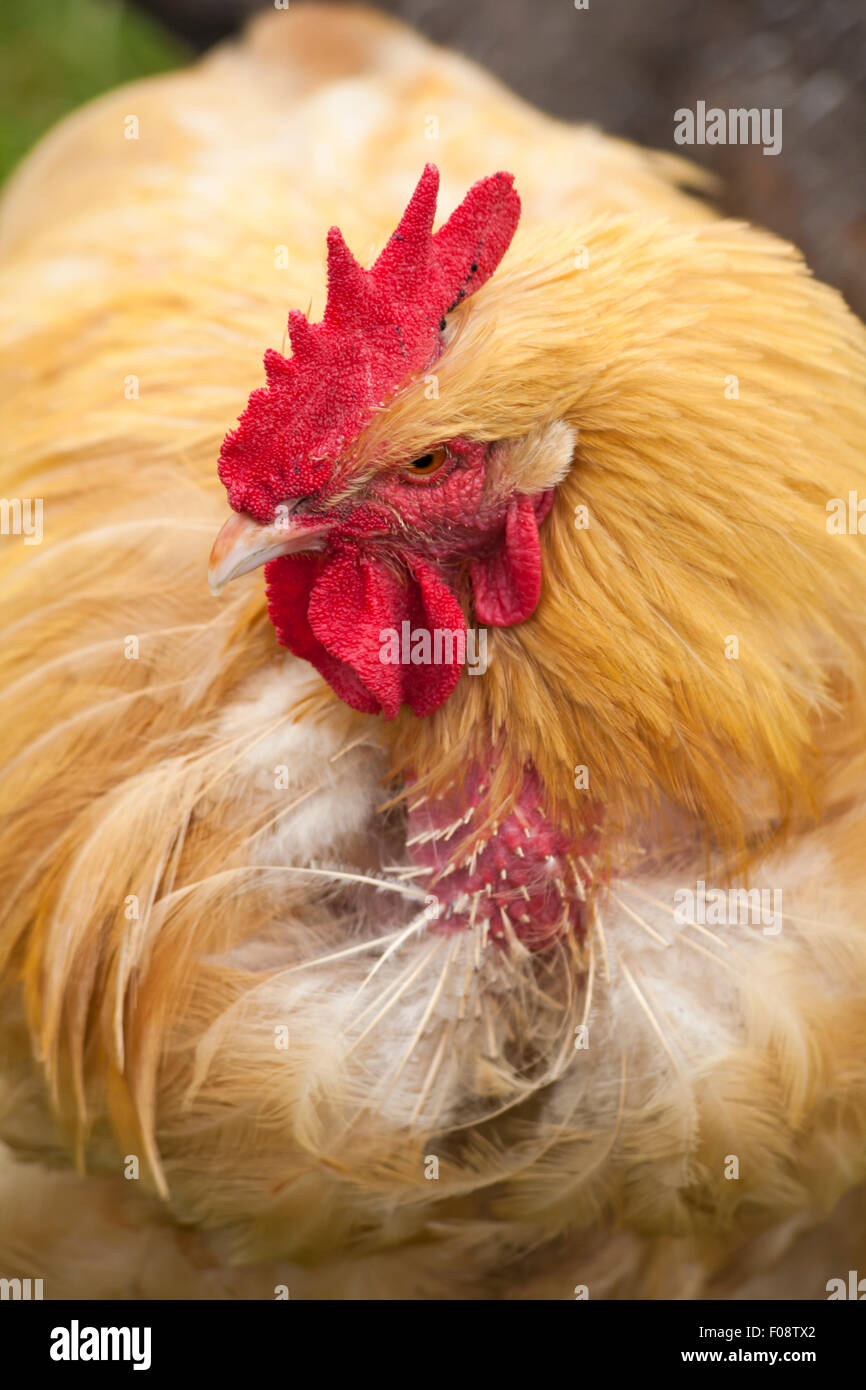 Hen pecked with feathers missing Stock Photo - Alamy