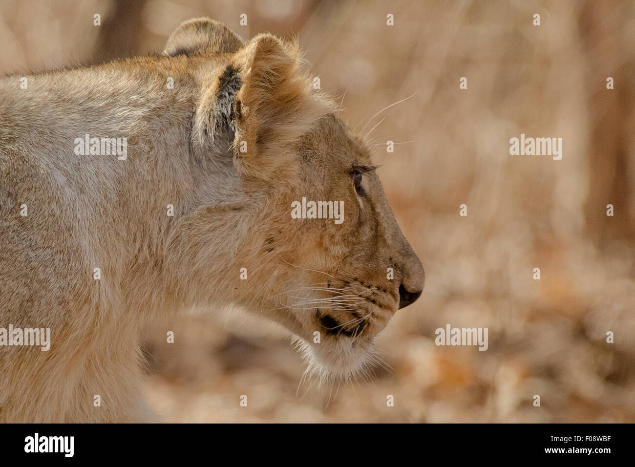 Juvenile Asiatic lion (Panthera leo persica) at Gir national park ...