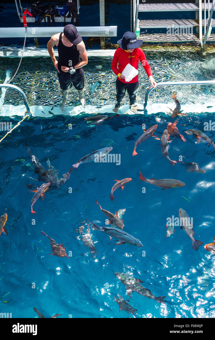 Australia, Queensland, Port Douglas, lifegards feeding the fish in the ...
