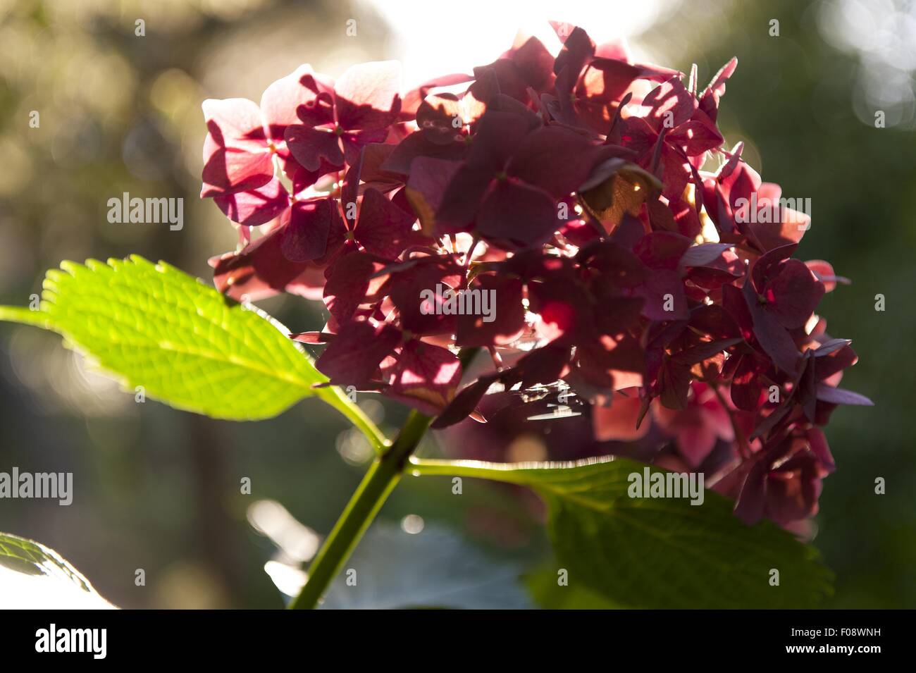 Close-up of red Hydrangeas Stock Photo - Alamy