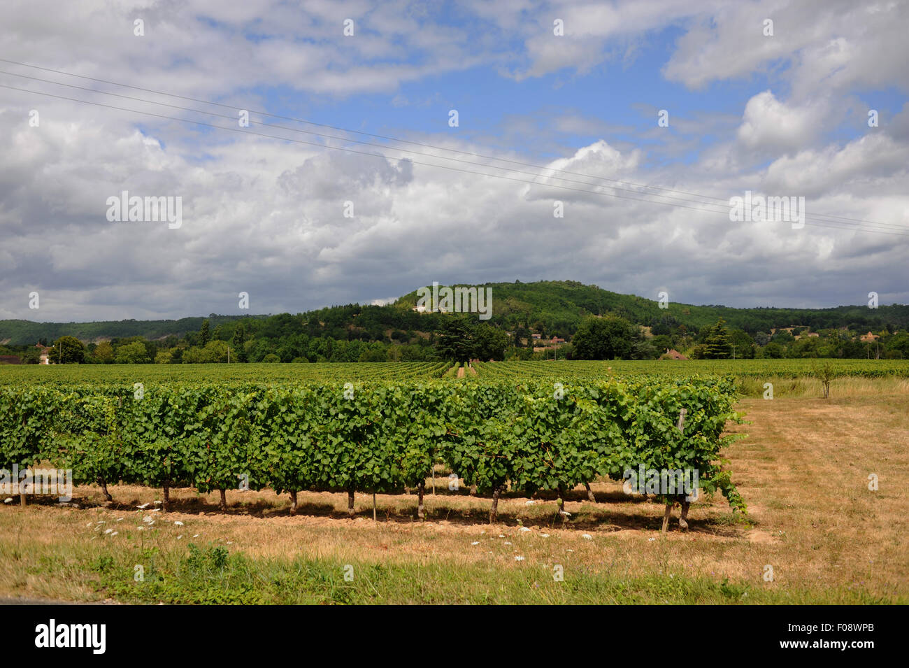Typical vineyard of South West France in the Cahors region growing the ...