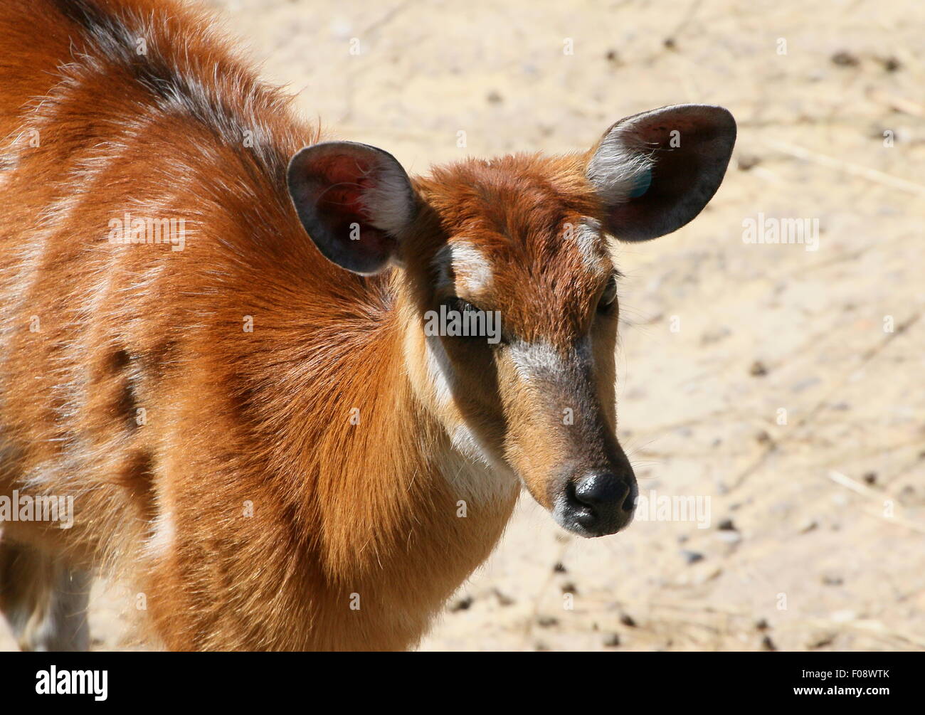 Sub-Saharan African Sitatunga Antelope (Tragelaphus spekii Stock Photo ...