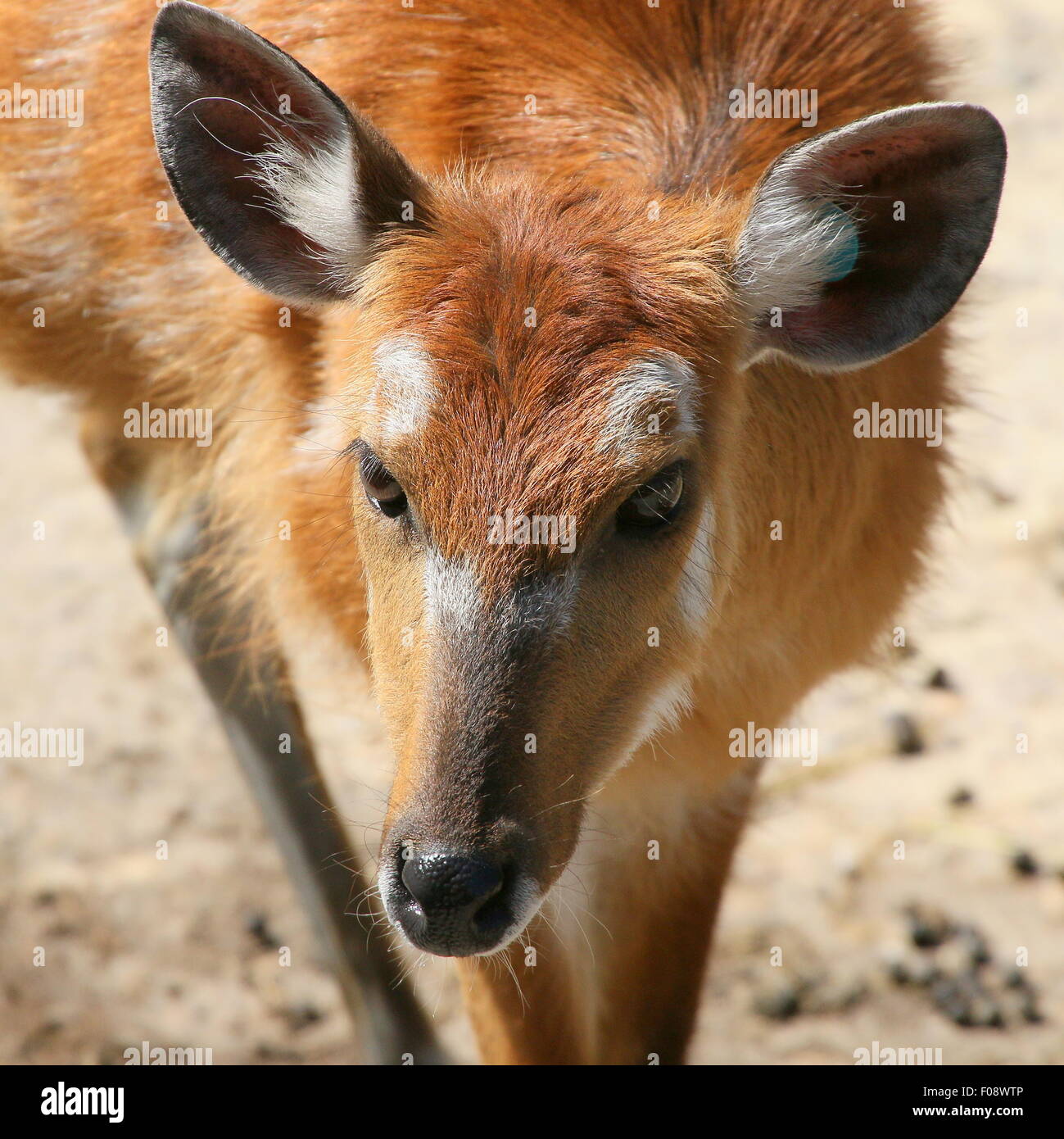 Tragelaphus spekii sumpfantilope hi-res stock photography and images ...