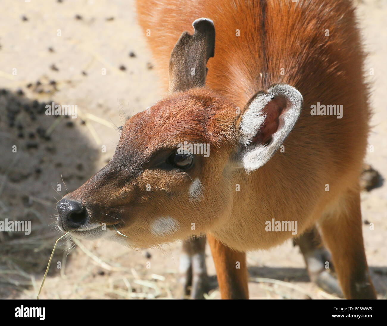 Sub-Saharan African Sitatunga Antelope (Tragelaphus spekii) feeding ...