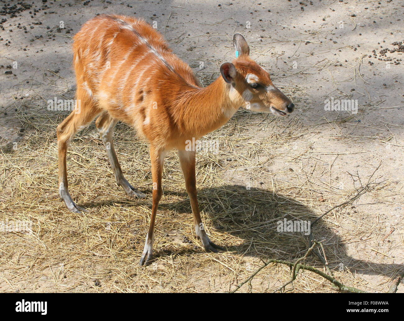 Sub-Saharan African Sitatunga Antelope (Tragelaphus spekii Stock Photo ...