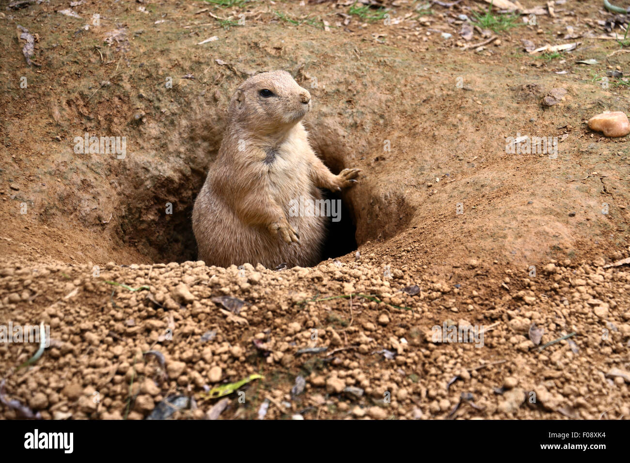 Black-tailed prairie dog in burrow at National Zoo in Washington D.C ...