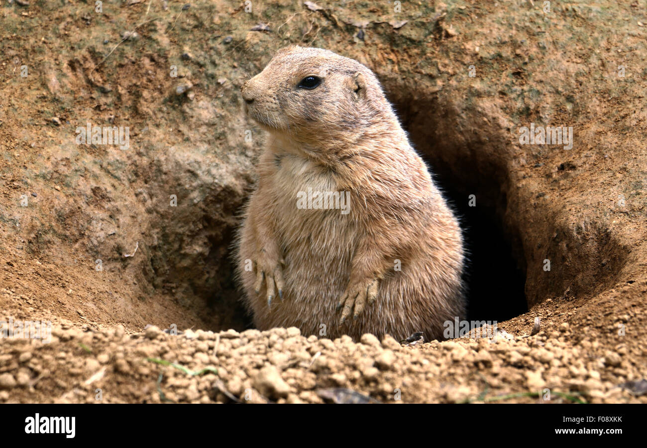 Prairie dog in burrow hi-res stock photography and images - Alamy