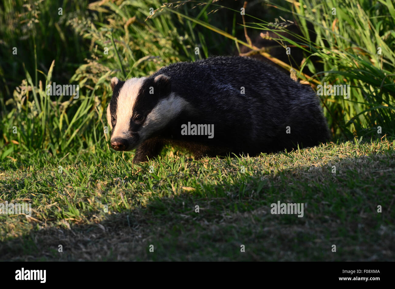 Furry badger hi-res stock photography and images - Alamy