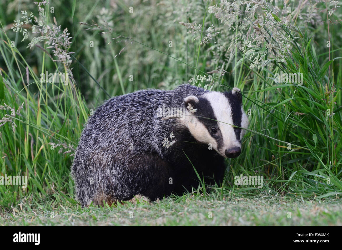 Badger hi-res stock photography and images - Alamy