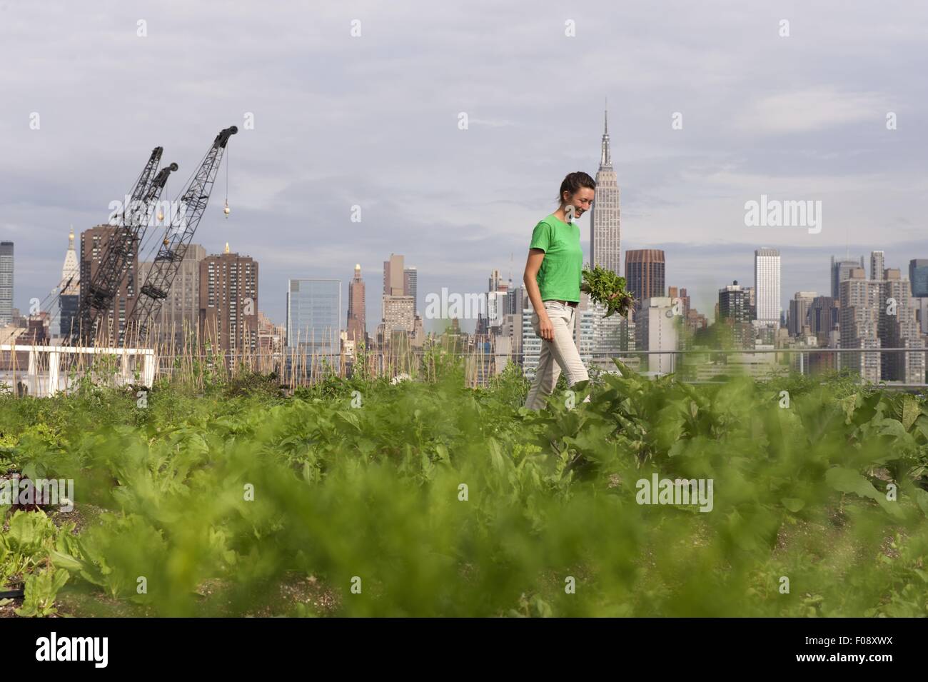 Annie Novak glancing at rooftop garden with skyline in background, New ...