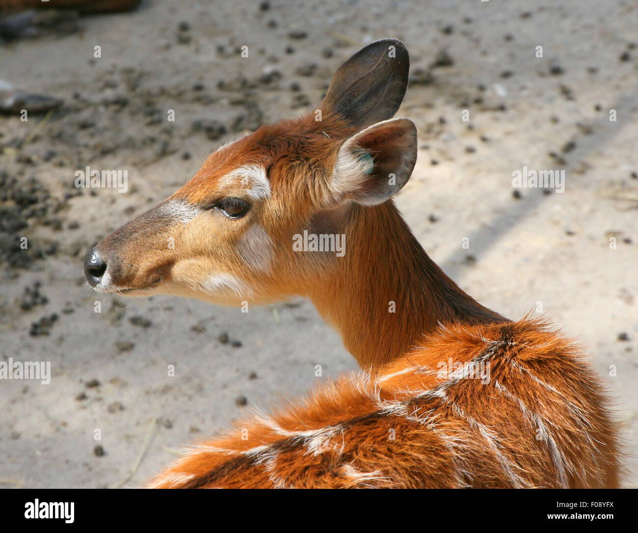 Sitatungas tragelaphus spekii hi-res stock photography and images - Alamy