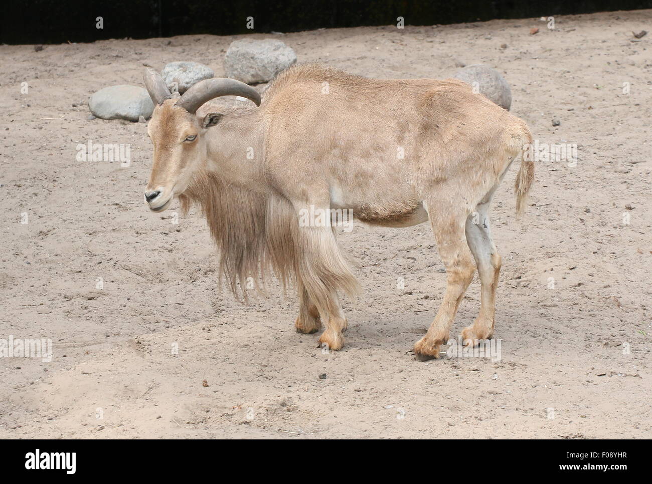 North African Barbary sheep (Ammotragus Lervia Stock Photo - Alamy