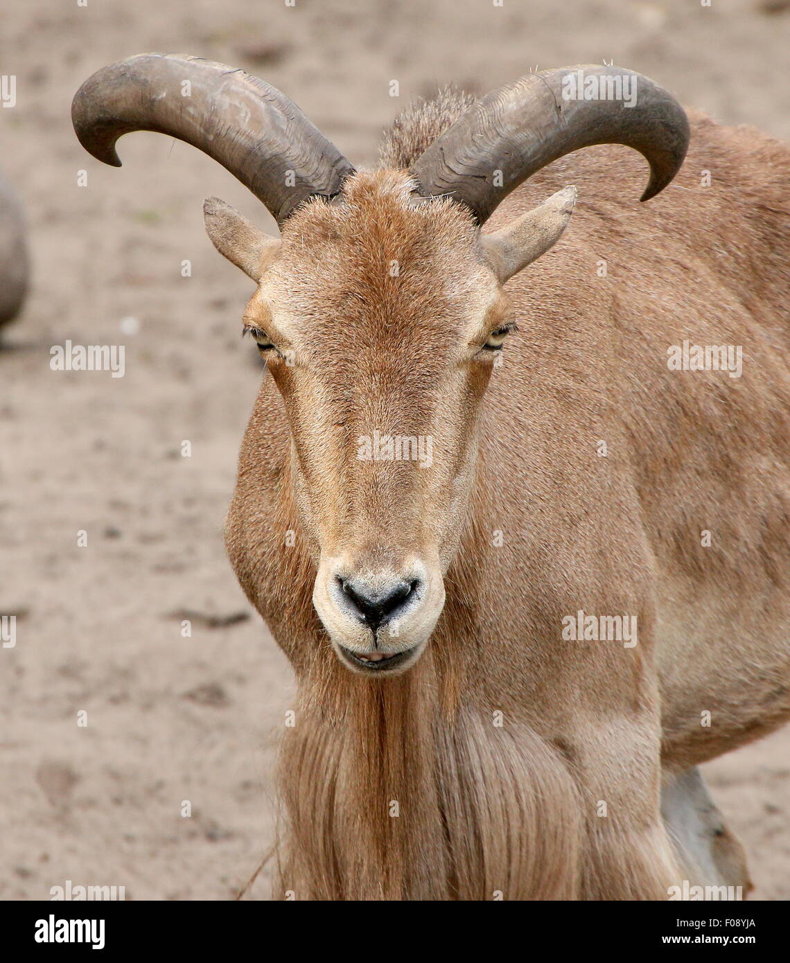 Maned sheep hi-res stock photography and images - Alamy
