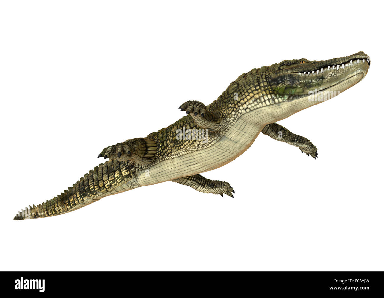 3D digital render of an American alligator isolated on white background ...
