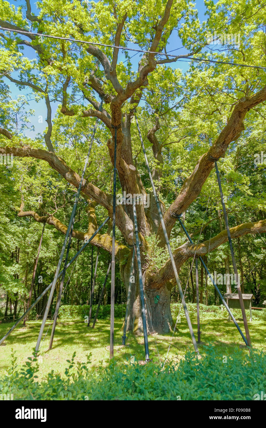 Bartek oak nature monument - an ancient oak tree that grows in Zagnansk ...