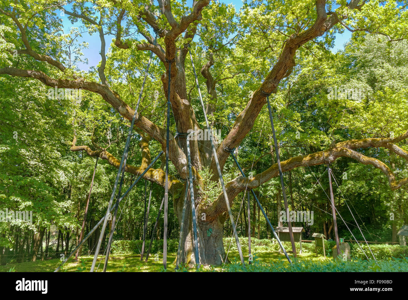 Bartek oak nature monument ancient hi-res stock photography and images ...