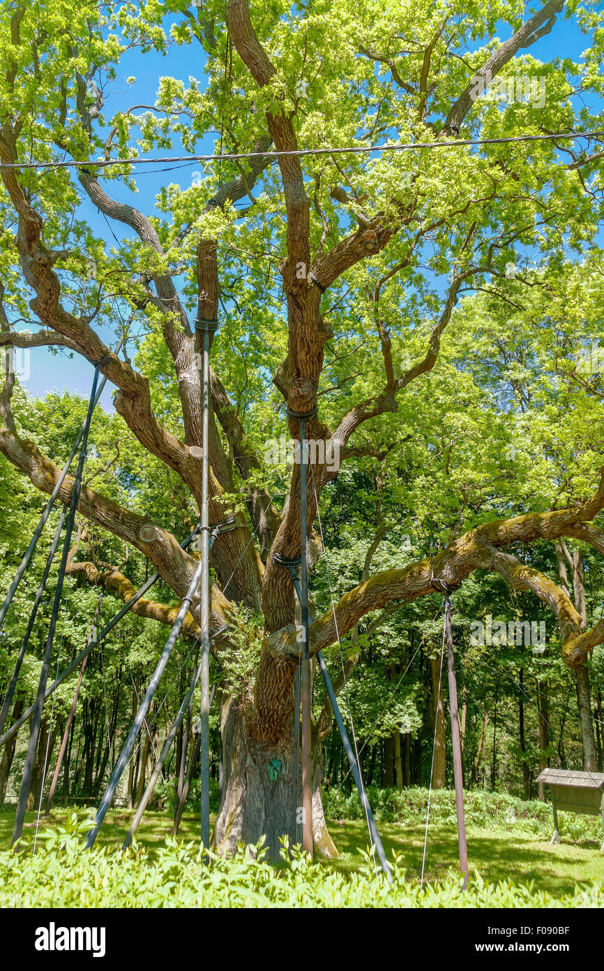 Bartek oak nature monument - an ancient oak tree that grows in Zagnansk ...