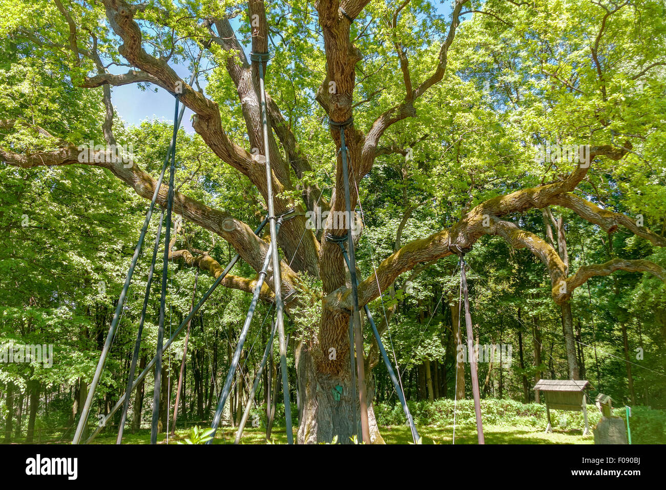 Bartek oak nature monument - an ancient oak tree that grows in Zagnansk ...