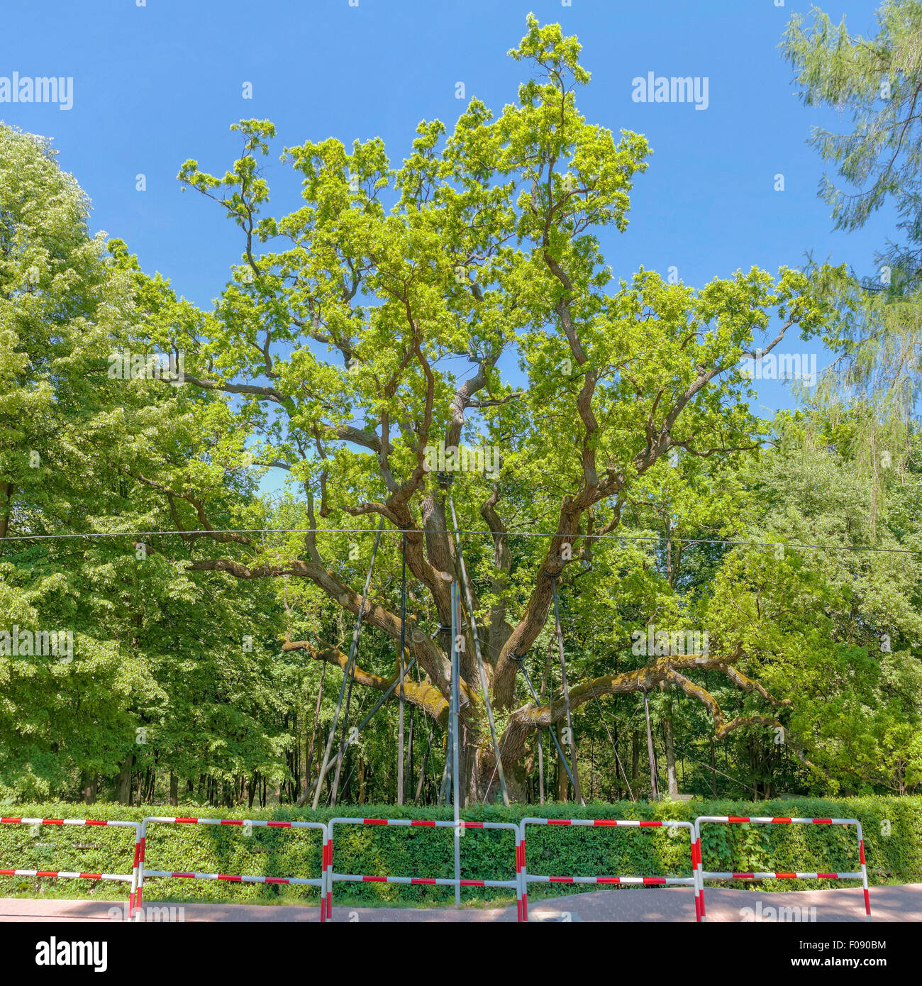 Bartek oak nature monument - an ancient oak tree that grows in Zagnansk ...