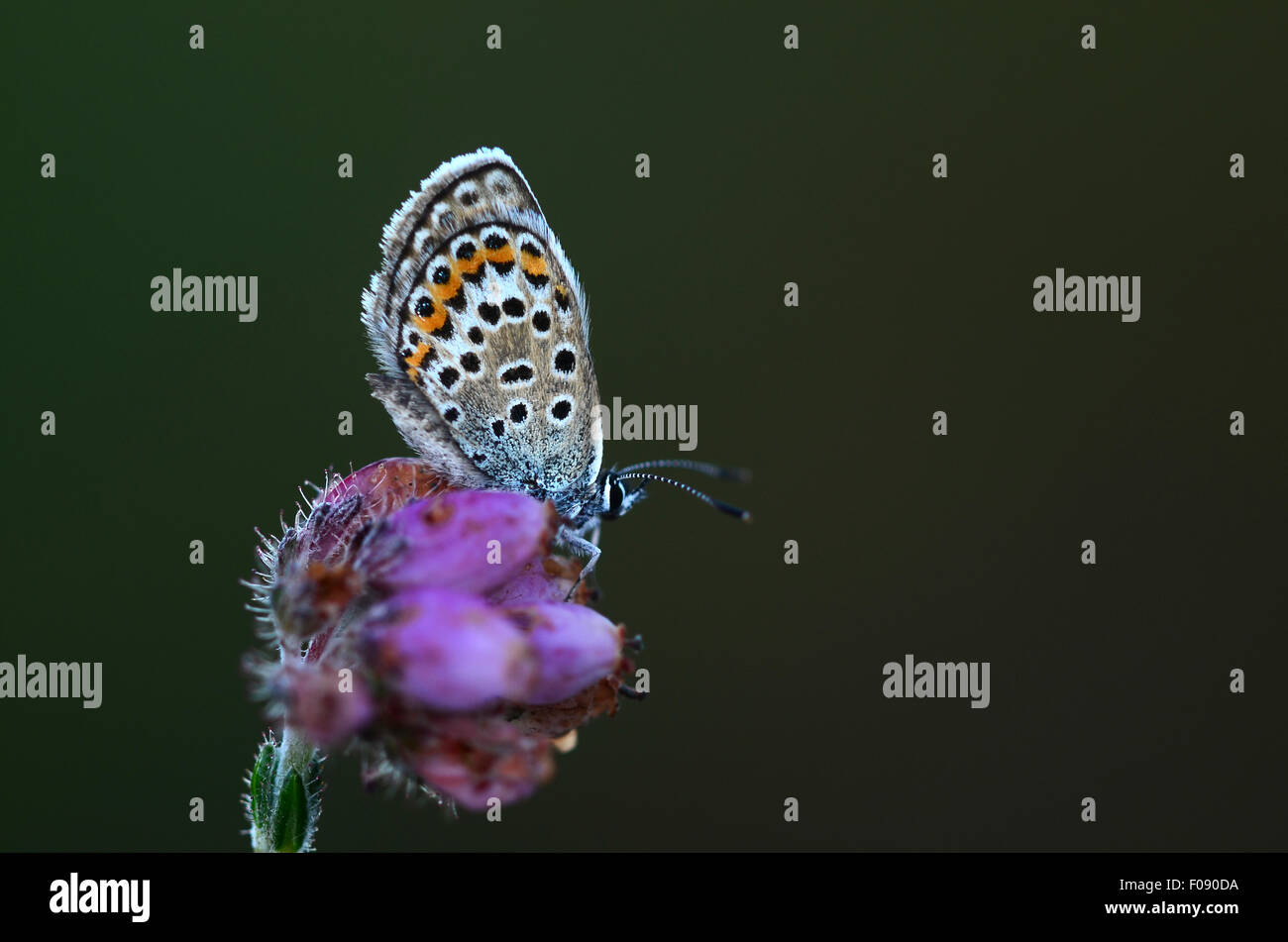 A silver-studded blue butterfly on cross leaved heath UK Stock Photo ...
