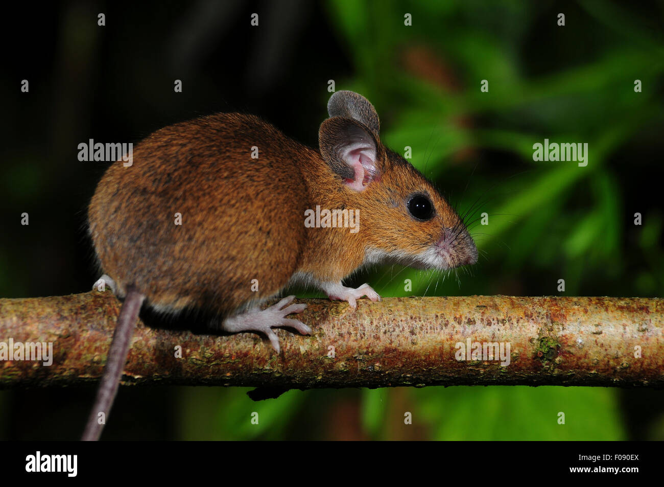 wood mouse apodemus sylvaticus Stock Photo - Alamy