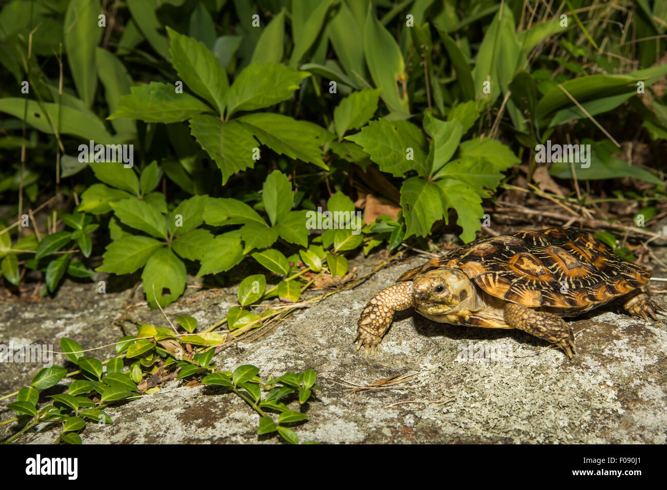 Pancake turtle hi-res stock photography and images - Alamy