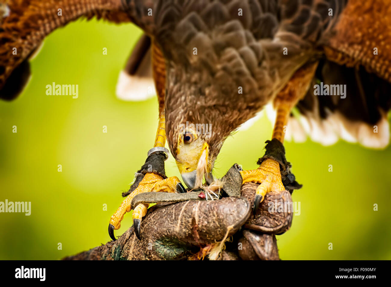 Eagle Sitting On Hand High Resolution Stock Photography and Images - Alamy