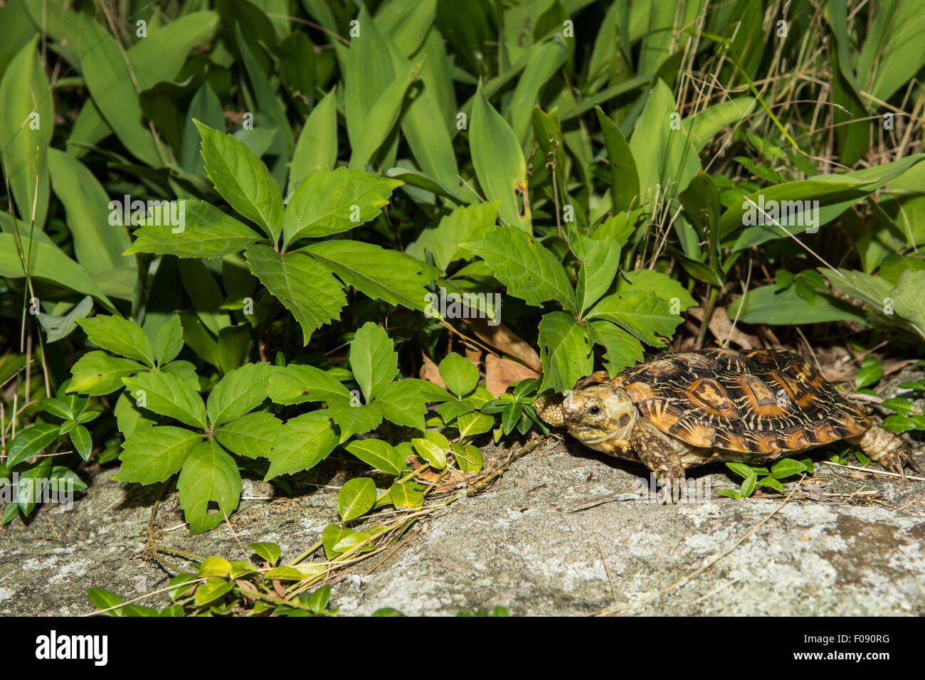 Flat shelled tortoise hi-res stock photography and images - Alamy