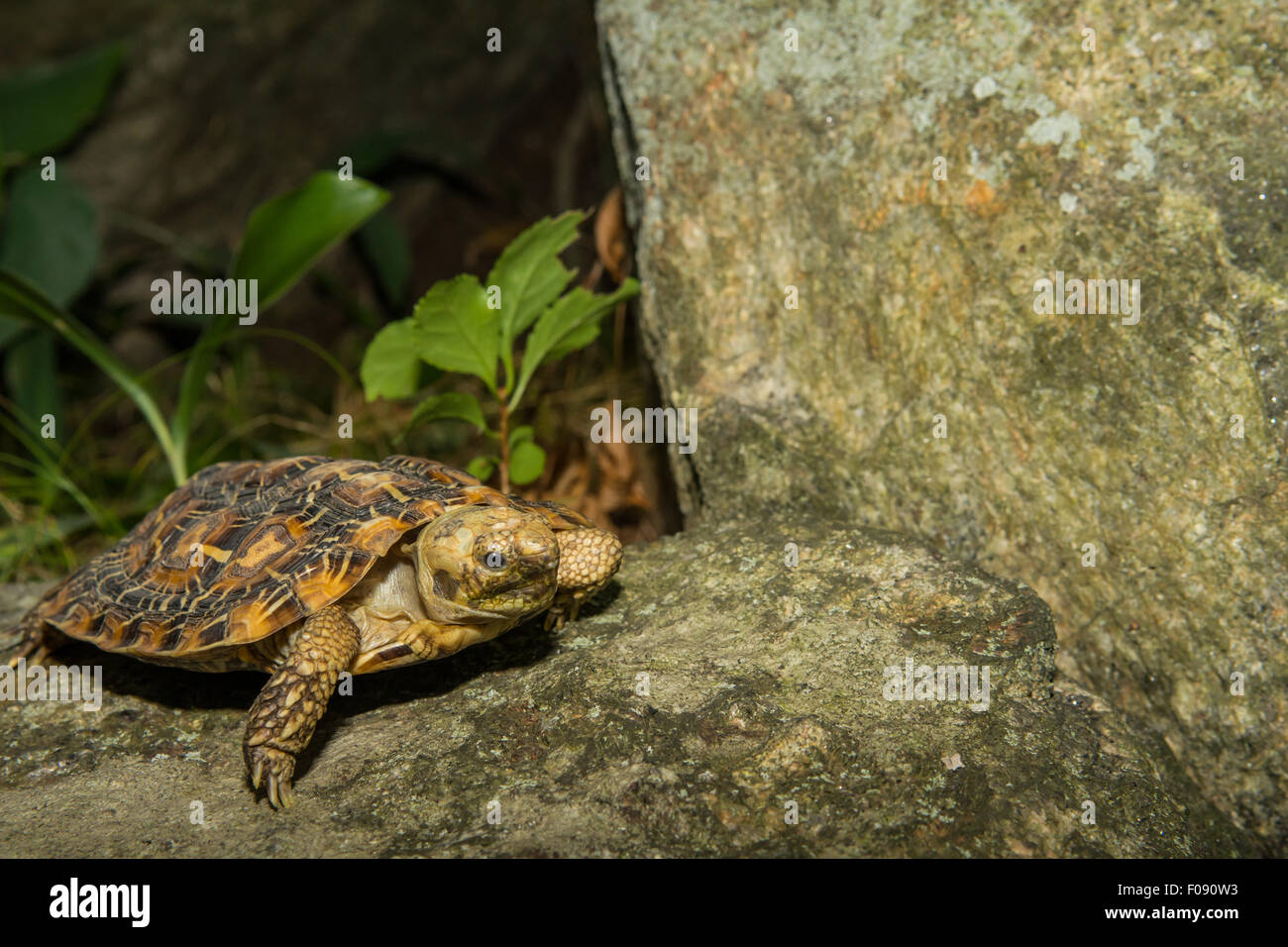 Flat Shelled Tortoise High Resolution Stock Photography and Images - Alamy