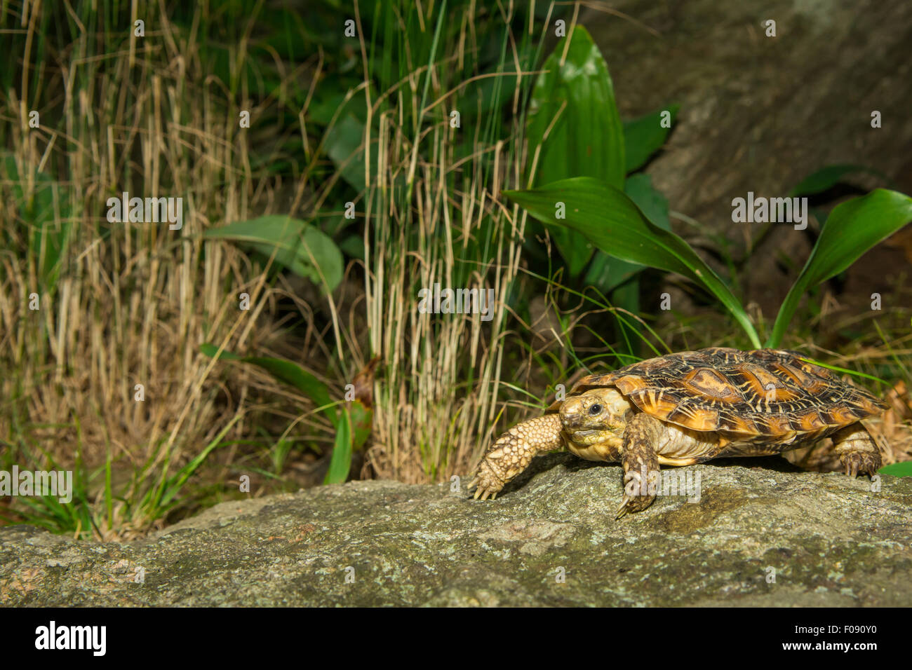 Flat shelled tortoise hi-res stock photography and images - Alamy
