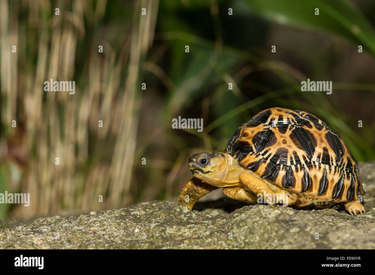 Radiated tortoise baby hi-res stock photography and images - Alamy