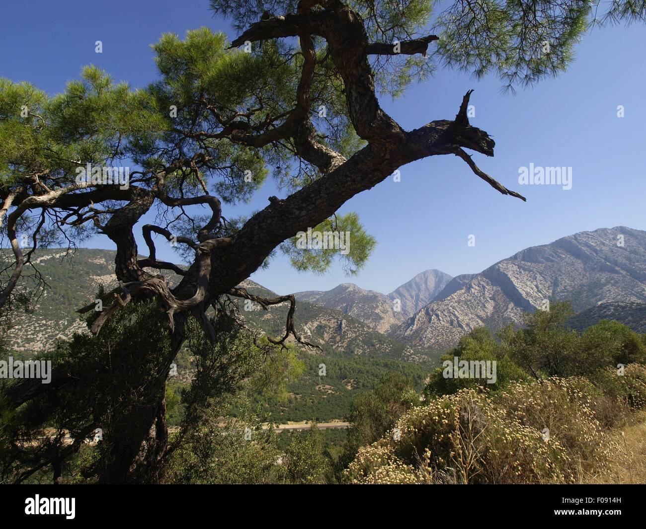 View of tree and mountain at Termessos in Antalya Province, Turkey ...