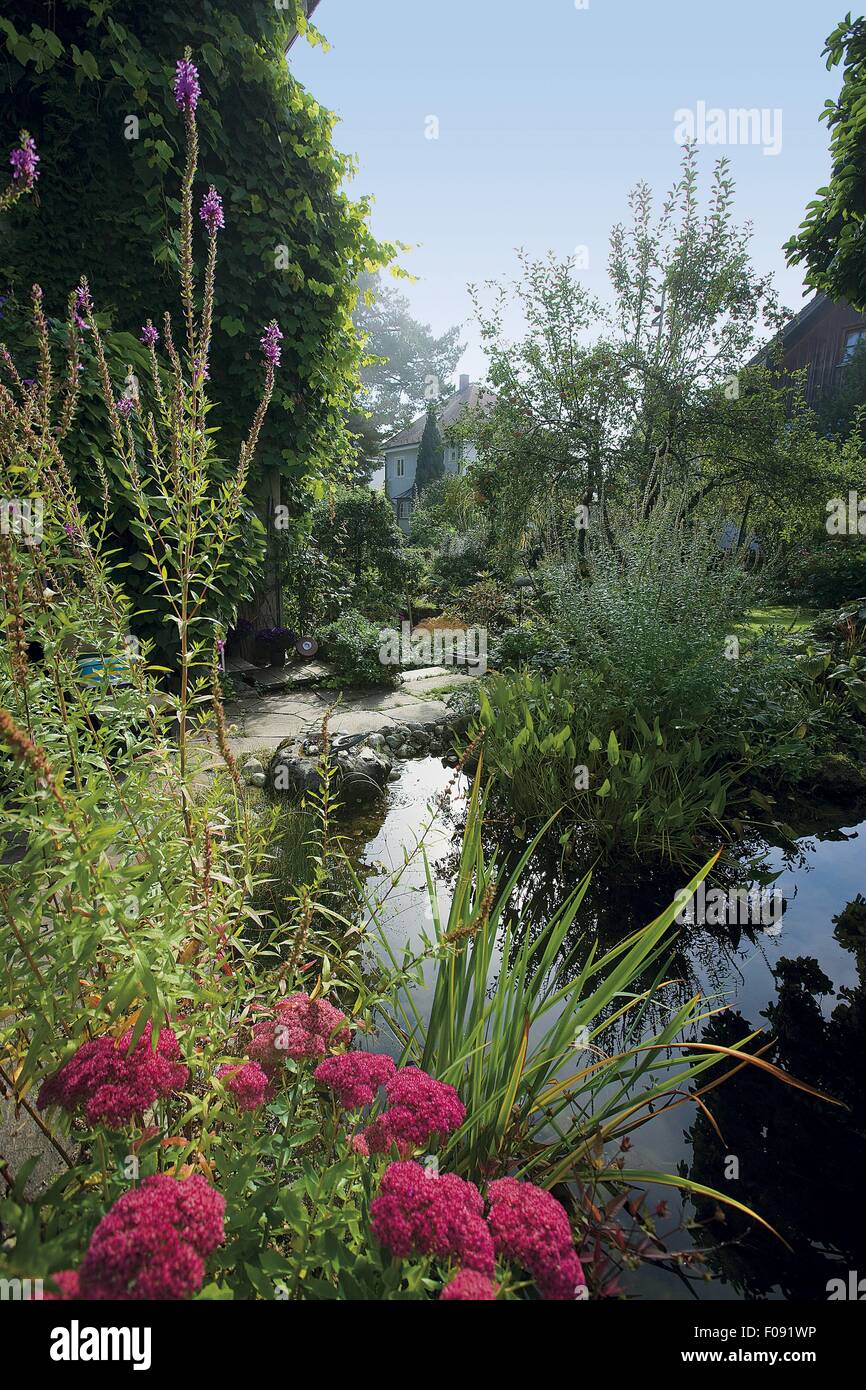 View of garden pond Stock Photo - Alamy