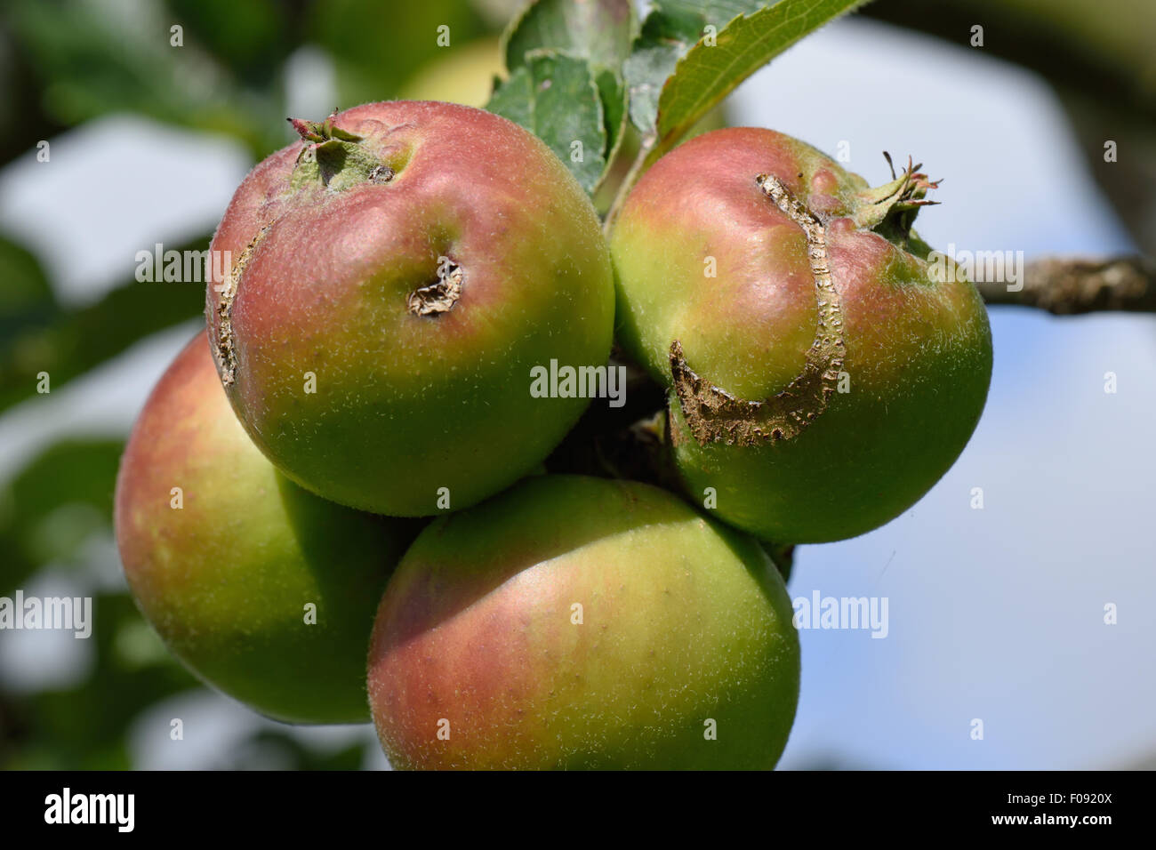 Residual scars hi-res stock photography and images - Alamy