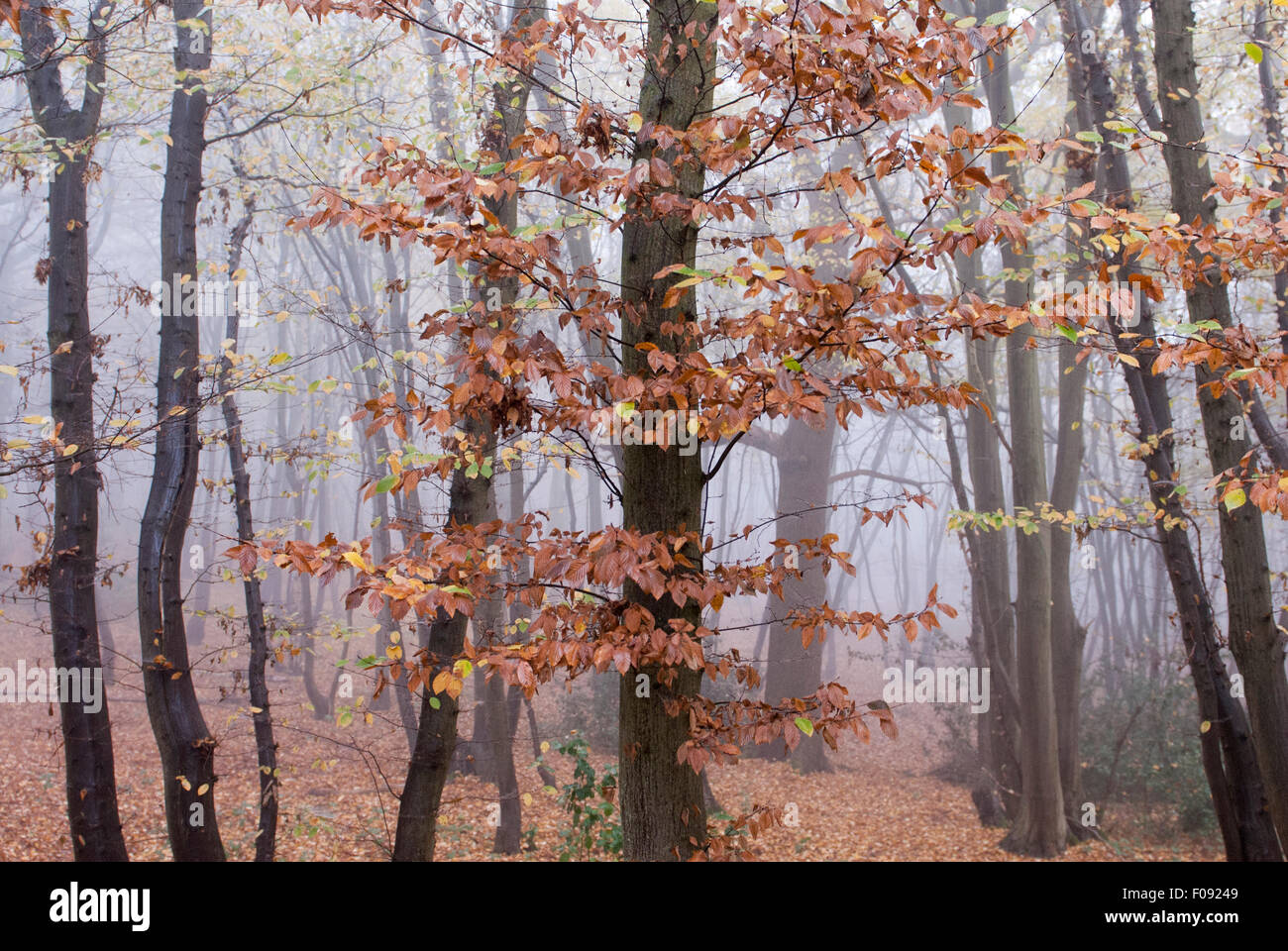 Beech wood autumn hi-res stock photography and images - Alamy