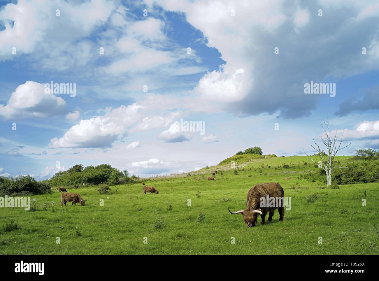 Scottish highland cattle grazing hi-res stock photography and images ...