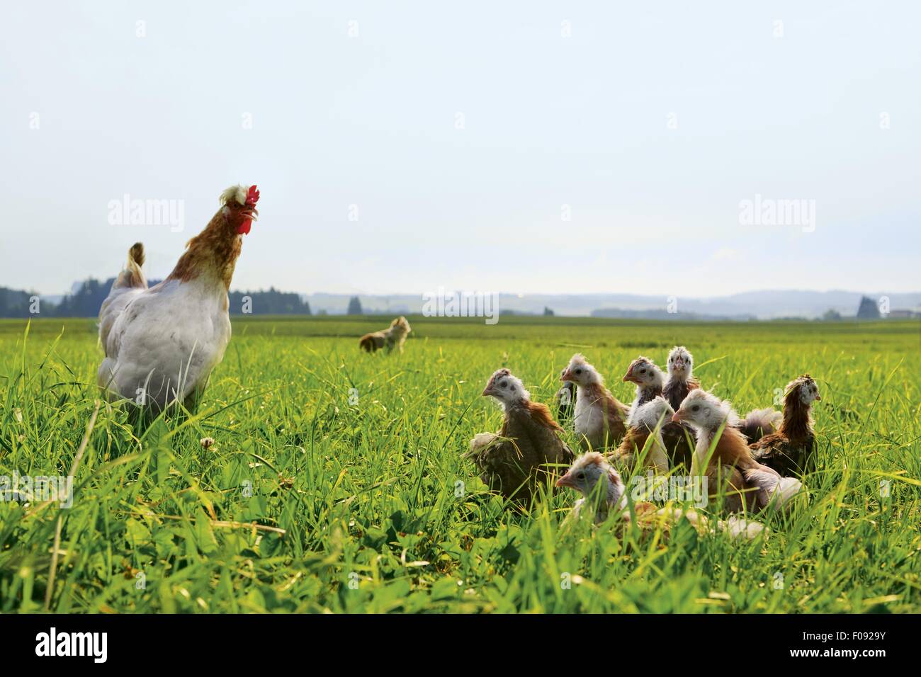 Cattle chickens hi-res stock photography and images - Alamy