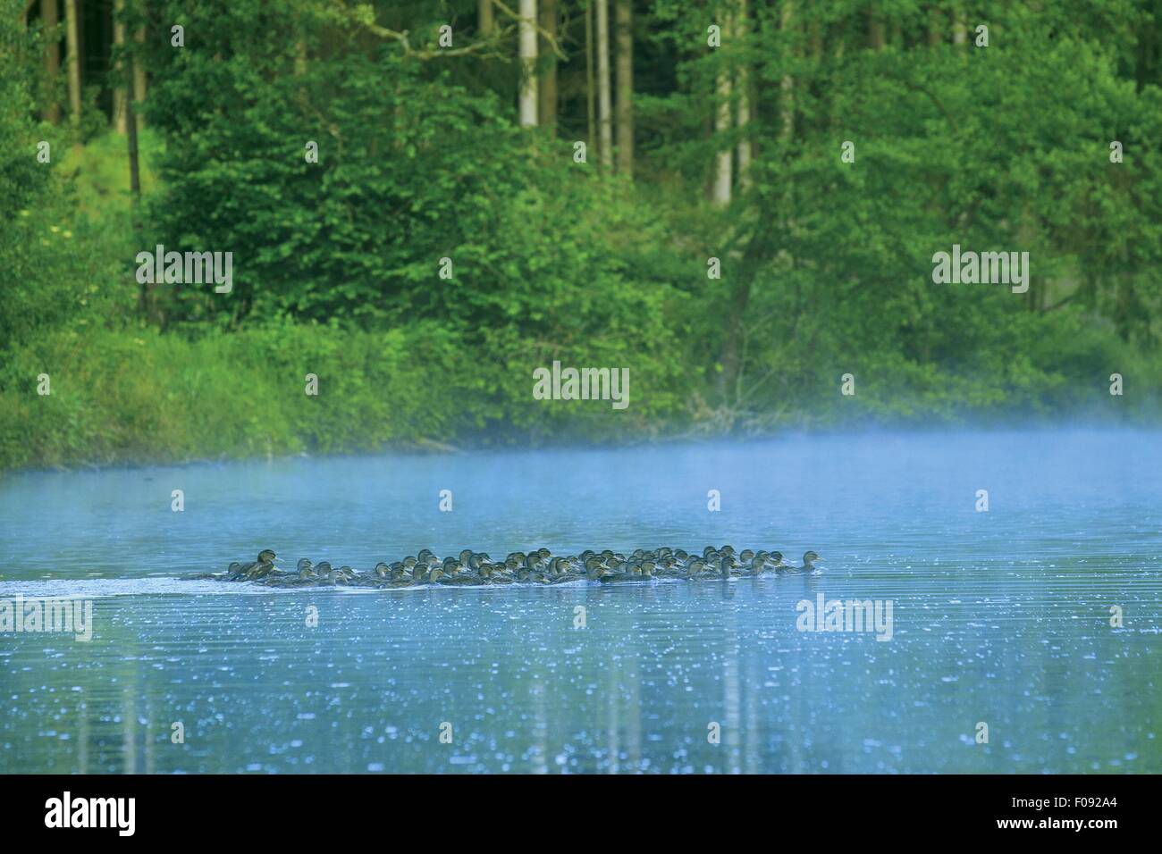 Column of ducks swimming in water while raining Stock Photo - Alamy