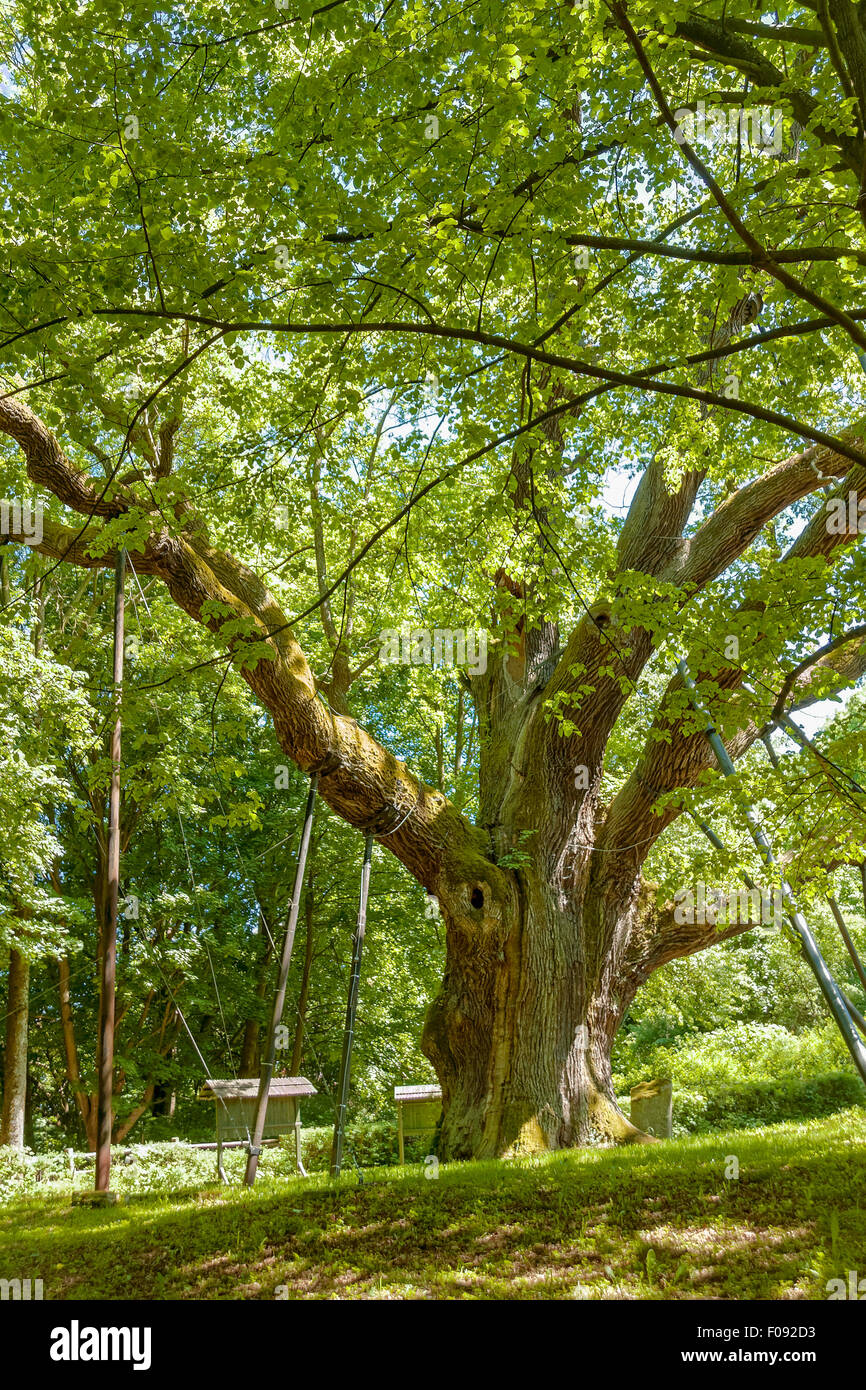 Bartek oak nature monument - an ancient oak tree that grows in Zagnansk ...