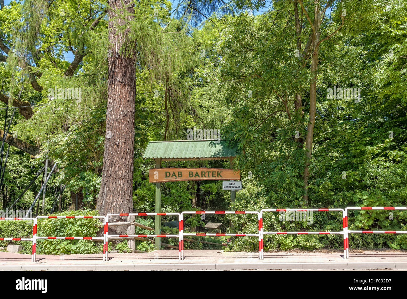 Bartek oak nature monument - an ancient oak tree that grows in Zagnansk ...