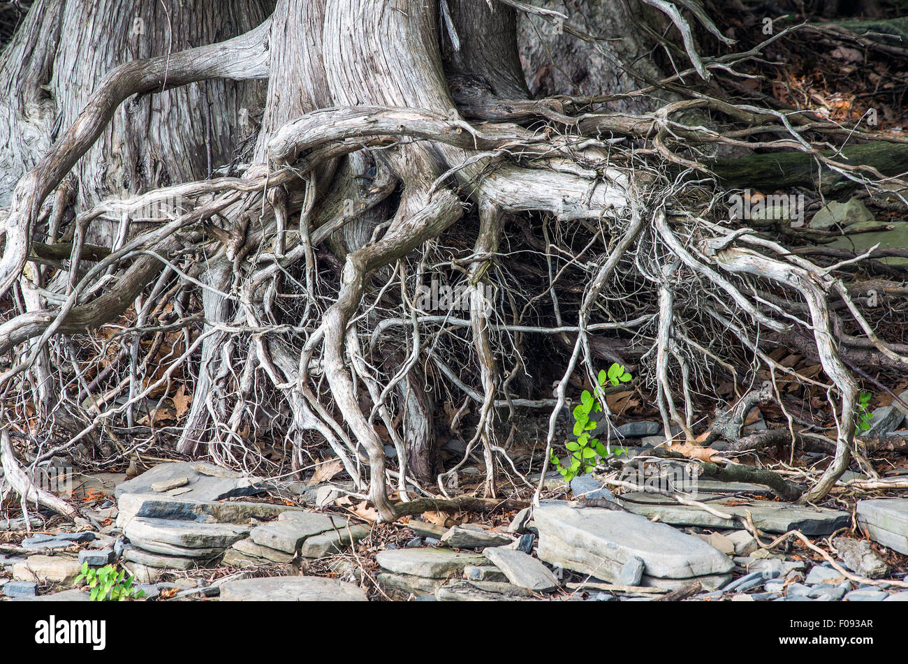 Exposed tree roots in Point Au Roche State Park Stock Photo - Alamy