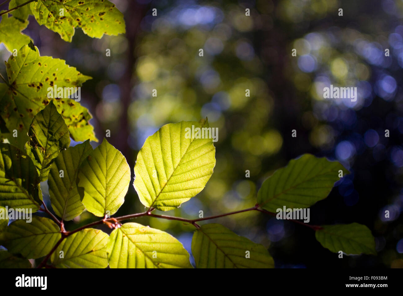 backlit beech leaves Stock Photo - Alamy
