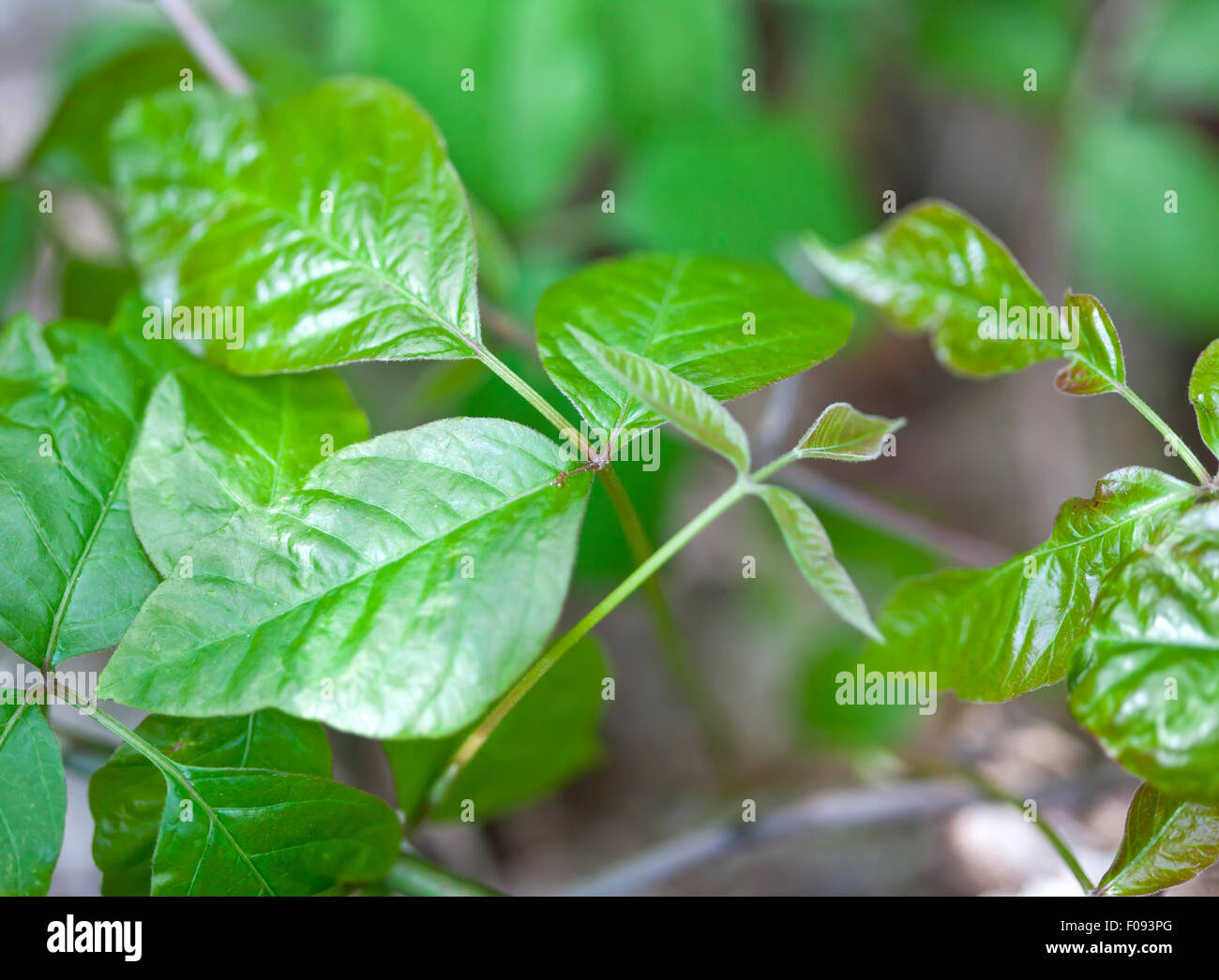 Close up detail of poison ivy in a natural setting Stock Photo - Alamy