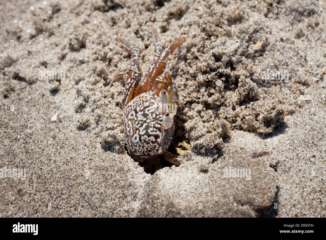 Crab beach panama hi-res stock photography and images - Alamy