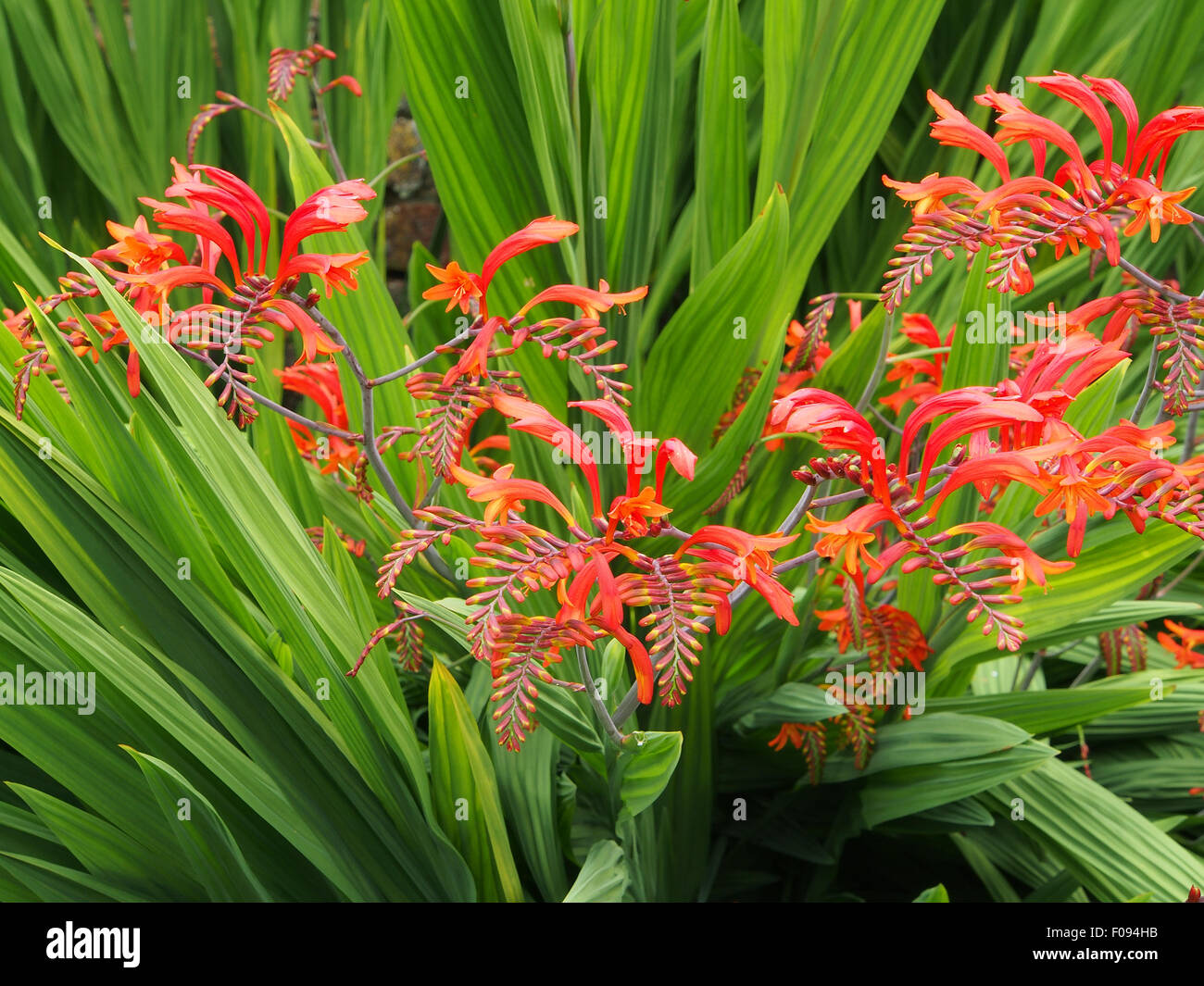 Lucifer Flower High Resolution Stock Photography and Images - Alamy