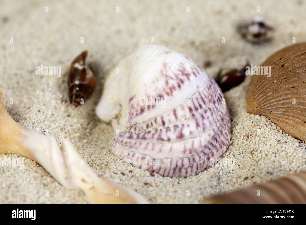 Close-up of sea shell in sand Stock Photo - Alamy