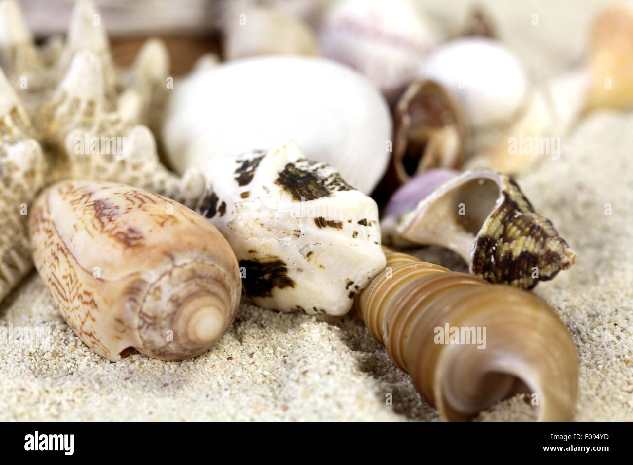Various types of seashells on sand Stock Photo - Alamy