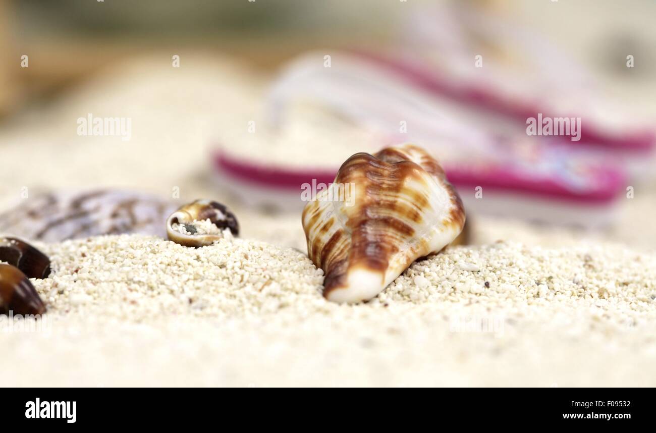 Close- up of shells and flip flops on sand Stock Photo - Alamy