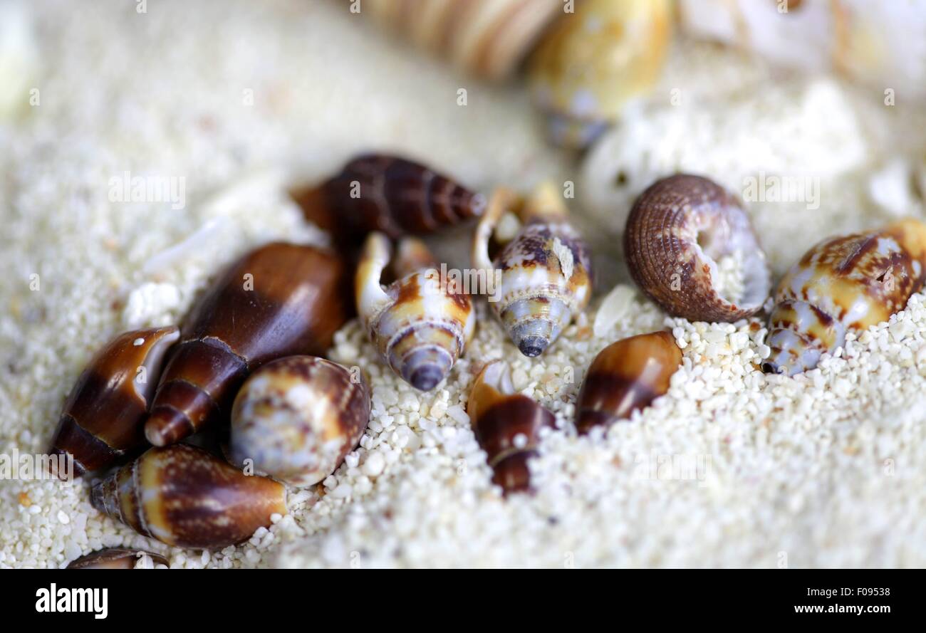 Various types of seashells on sand Stock Photo - Alamy