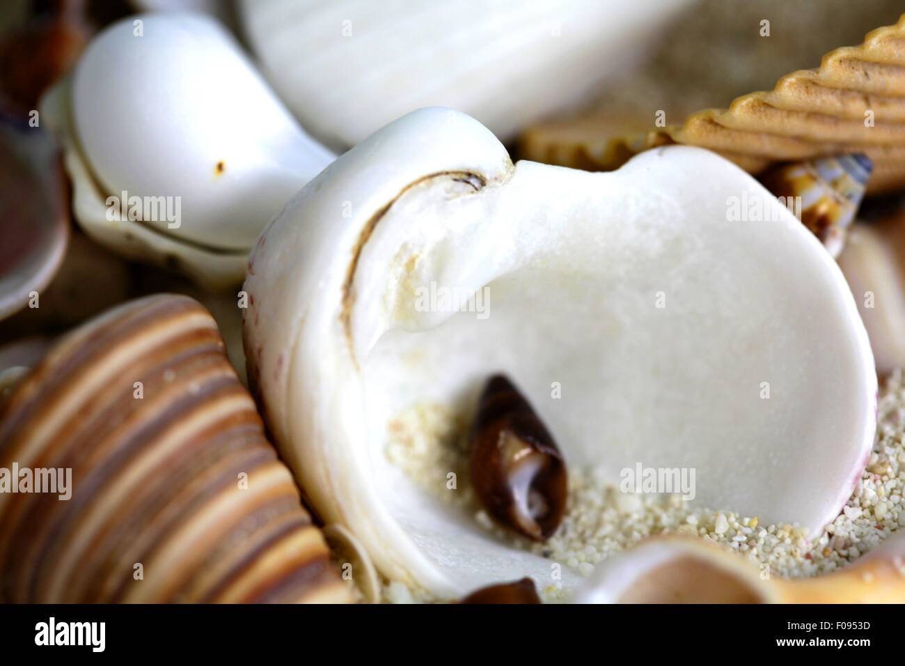 Close-up of different types of shells Stock Photo - Alamy
